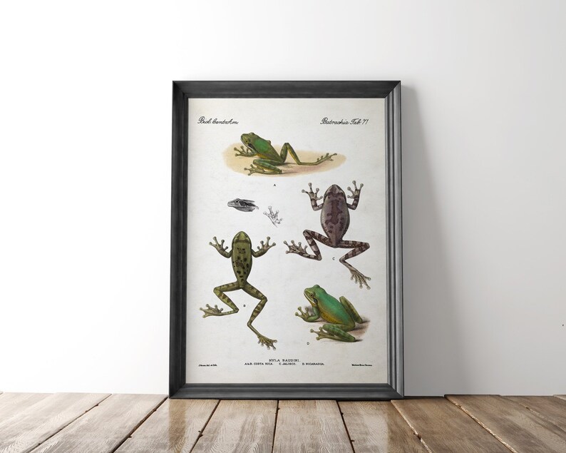 Vintage Frog Illustration Art Print Kids Animal Prints Frog | Etsy