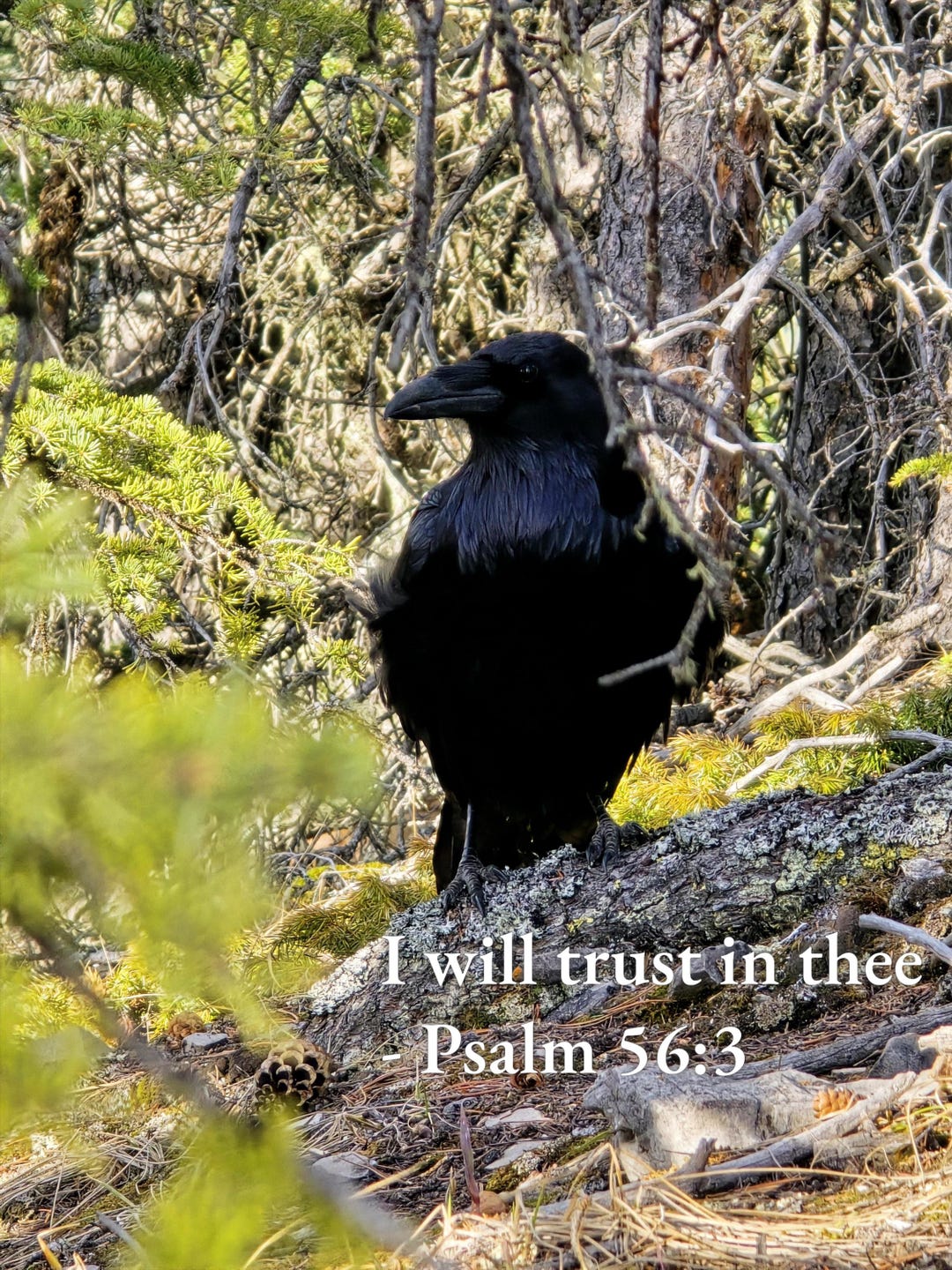 Psalm 56:3 Scripture Print - I Will Trust in Thee - Christian Bird Wall ...