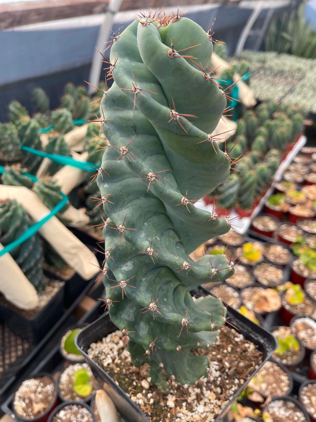 Spiral Cactus | Tall Columnar Collector Plant - Etsy