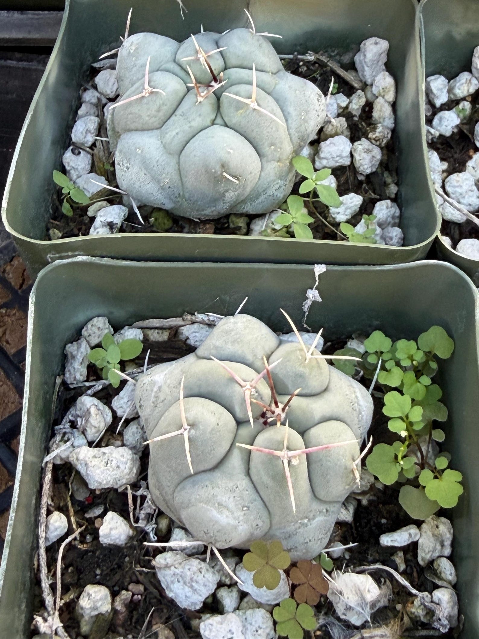 Thelocactus Hexaedrophorus | Rare Blue Cactus in 3.5" Pot - Etsy