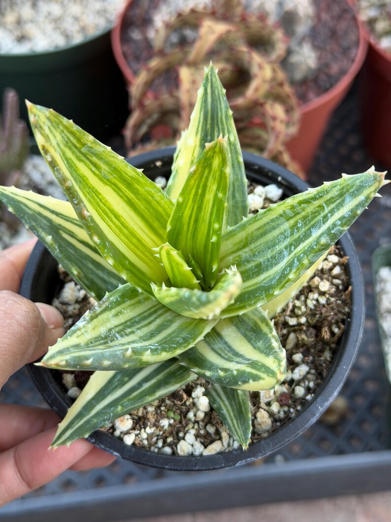 Variegated Aloe Nobilis | Large Variegated Aloe | Beautiful Large Aloe ...