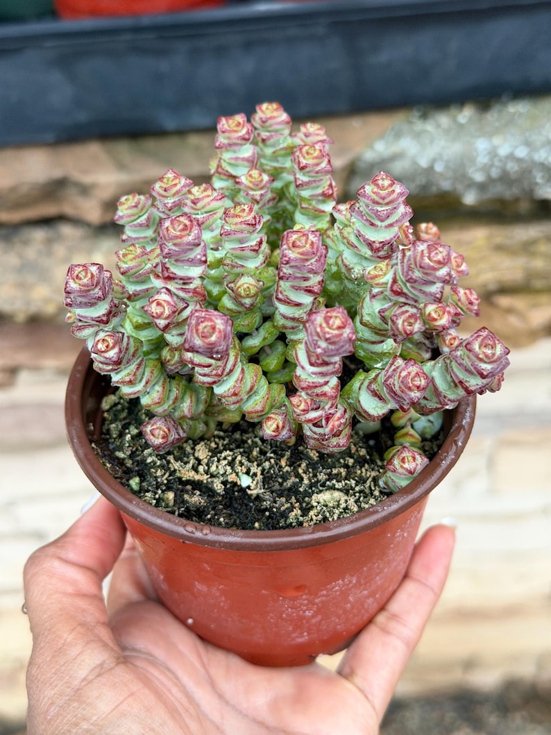 Crassula Perforata | String of Buttons Succulent Plant - Etsy