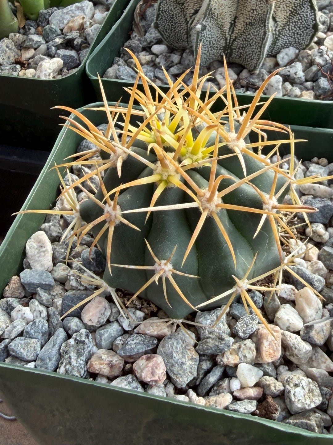 Ferocactus Chrysacanthus | Rare Plant | Live Cactus | Yellow Spine ...