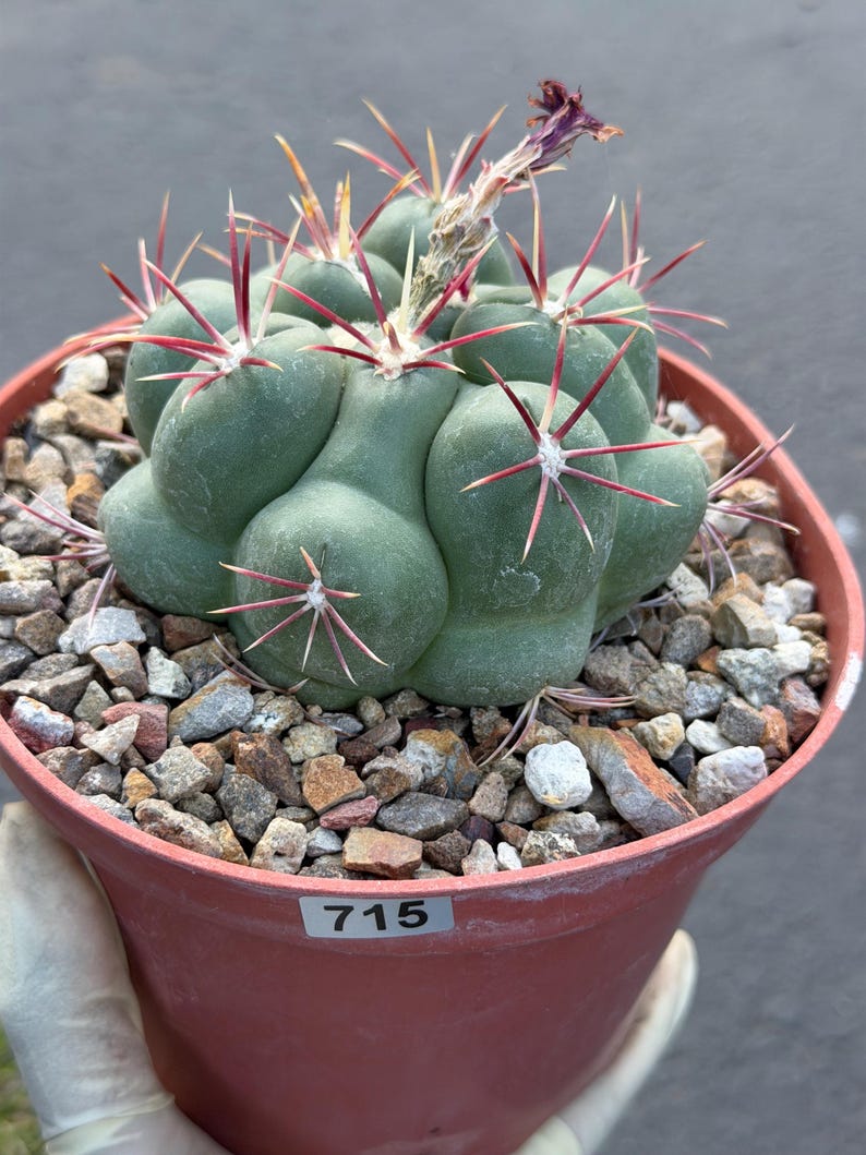 Thelocactus Hexaedrophorus | Rare Cactus | Live Cactus - Etsy