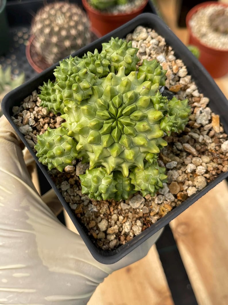 Euphorbia Susannae Cluster | Rare Live Cactus, 6" Pot - Etsy