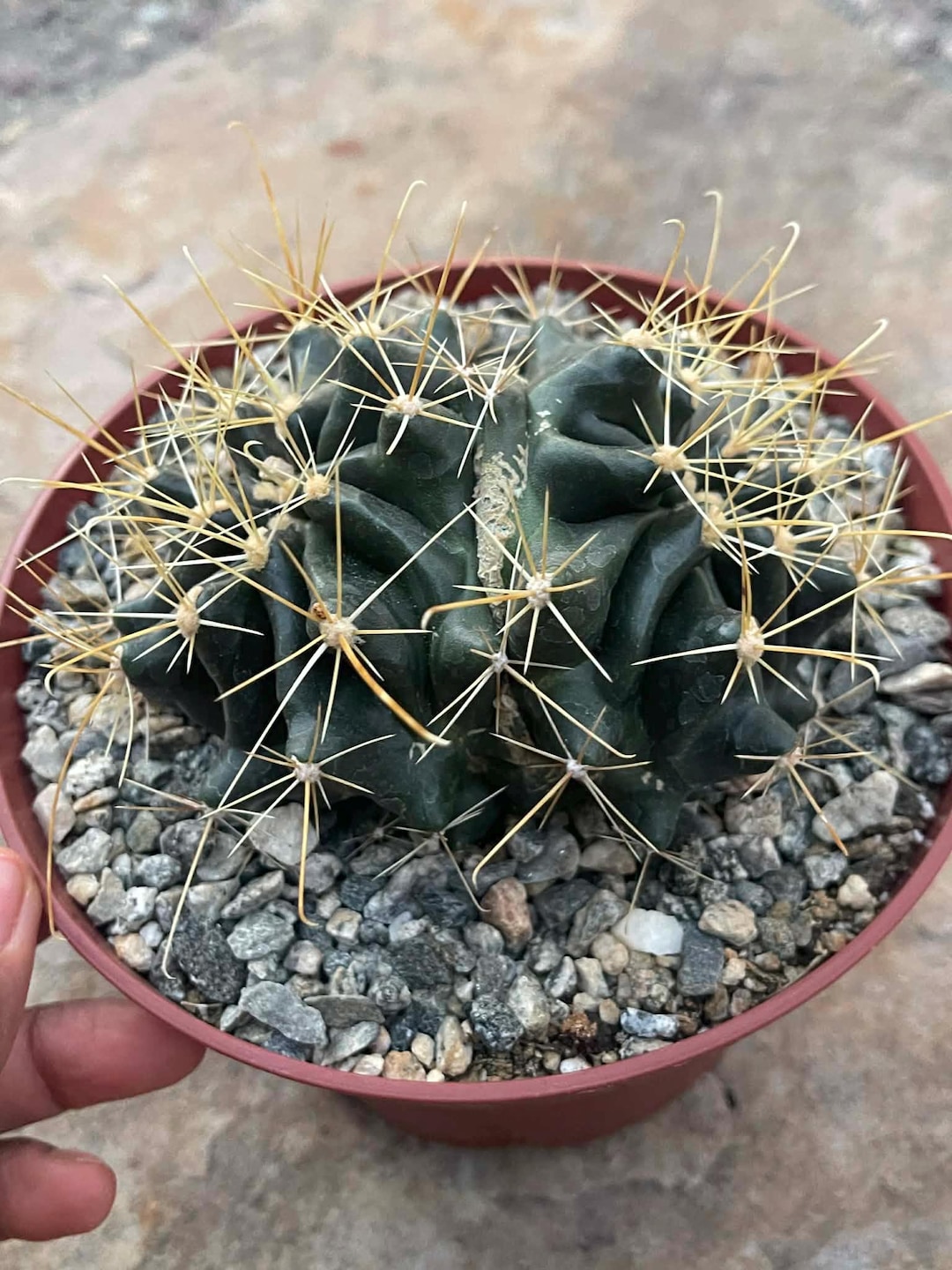 Hamatocactus Hamatacanthus | Live Plant | Live Cactus - Etsy