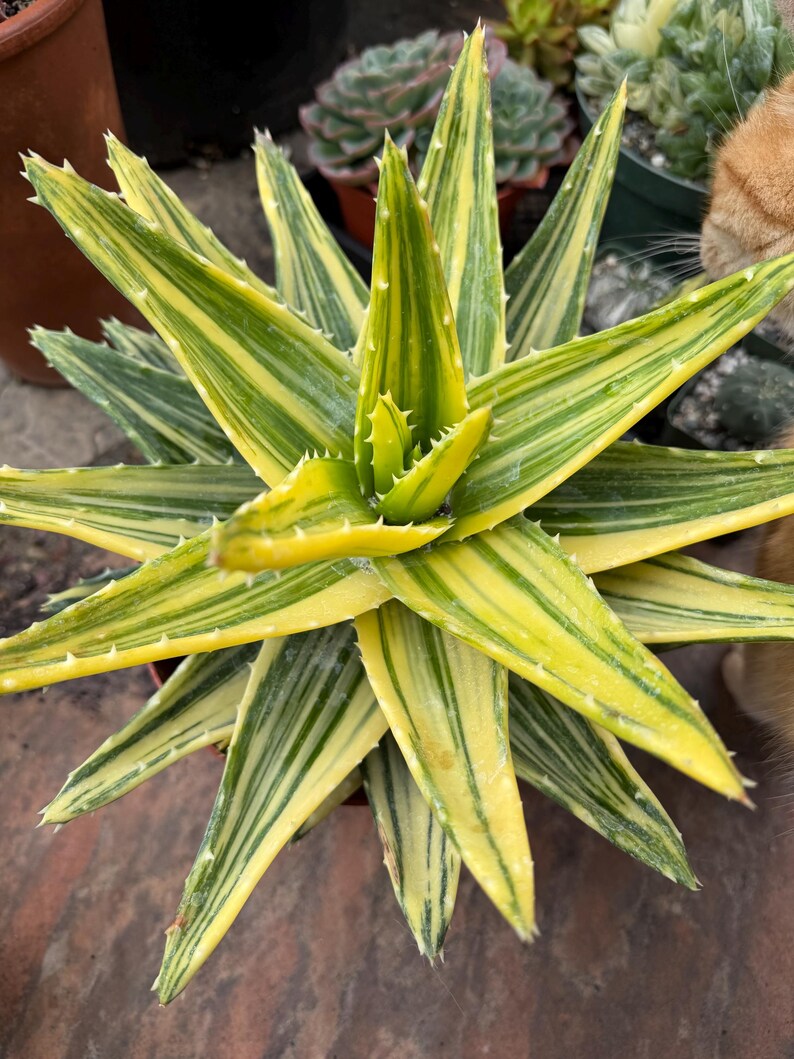 Variegated Aloe Nobilis | Large Variegated Aloe | Beautiful Large Aloe ...