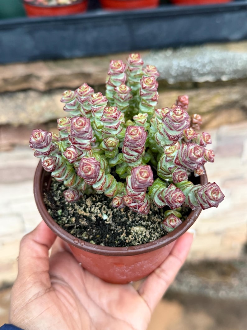 Crassula Perforata | String of Buttons Succulent Plant - Etsy