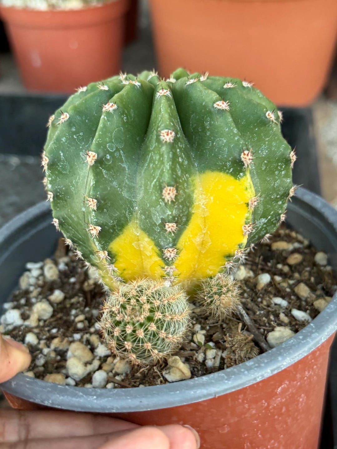 Variegated Echinopsis Subdenudata | Lilly Easter Cactus | Rare Plant ...