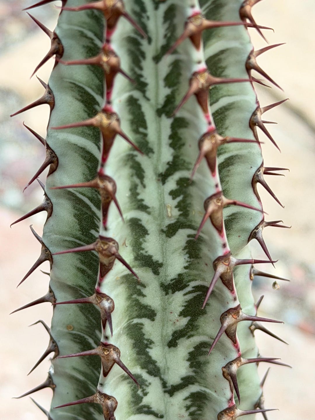 Euphorbia Confinalis | Rare Spiked Cactus Exotic Live Plant Succulent ...