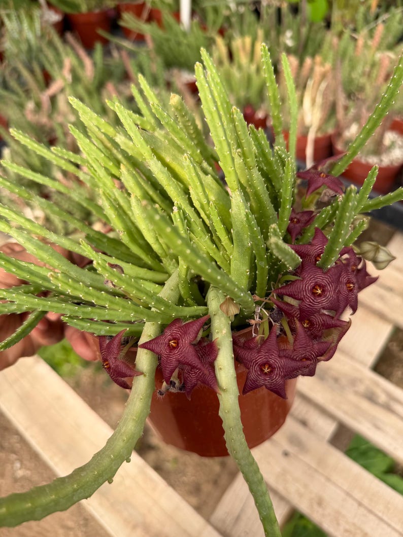 Stapelia Scitula | Trailing Plant | Live Cactus | Life Saver | Blooming ...