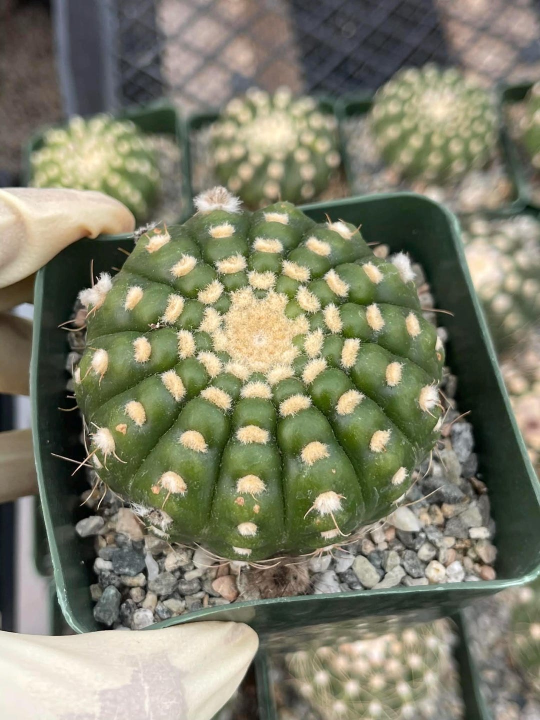 Notocactus Inermis | Rare Ball Cactus (3.5" Pot Size) - Etsy
