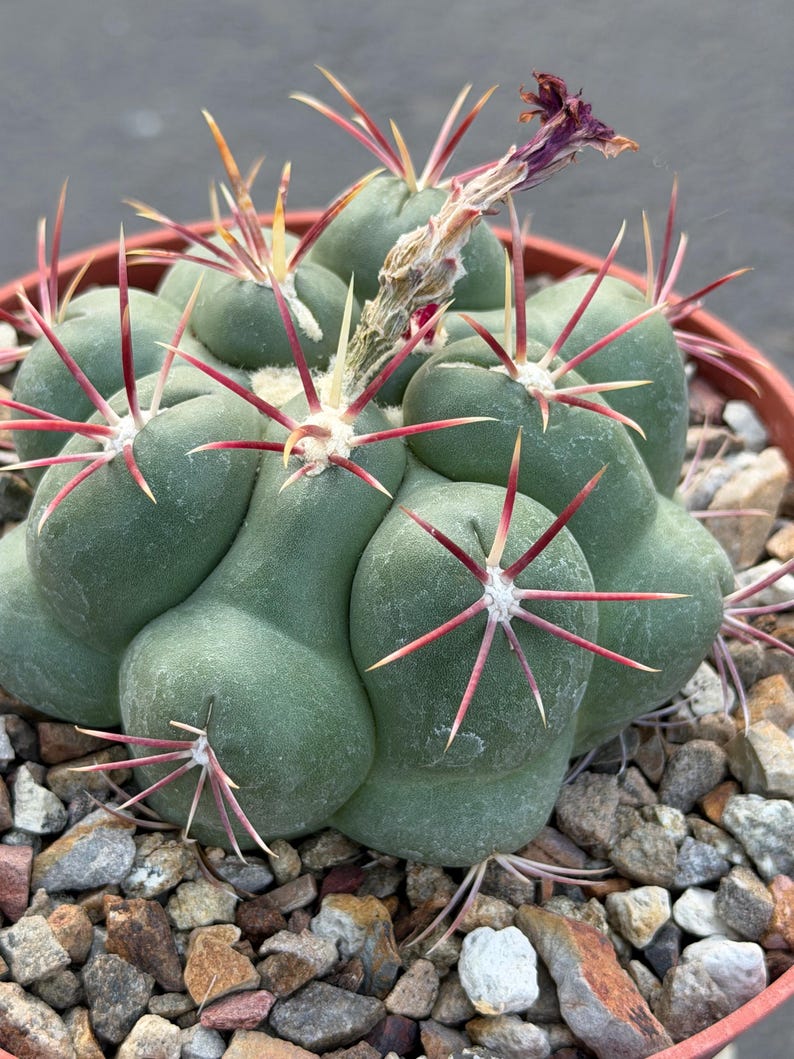Thelocactus Hexaedrophorus | Rare Cactus | Live Cactus - Etsy