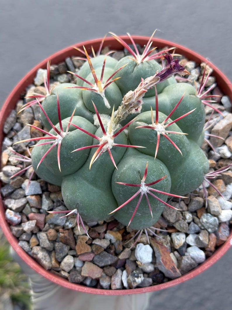 Thelocactus Hexaedrophorus | Rare Cactus | Live Cactus - Etsy