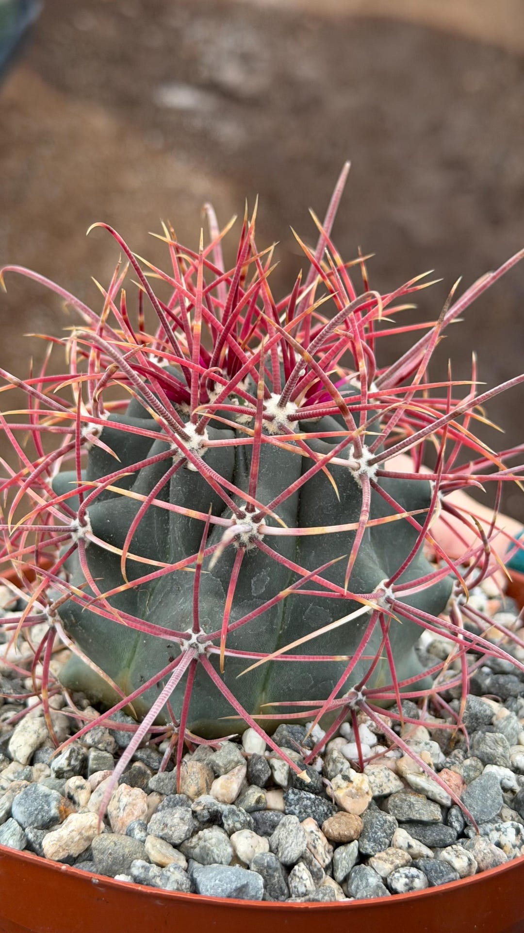Ferocactus Tiburenesis | Rare Red Spine Cactus - Etsy