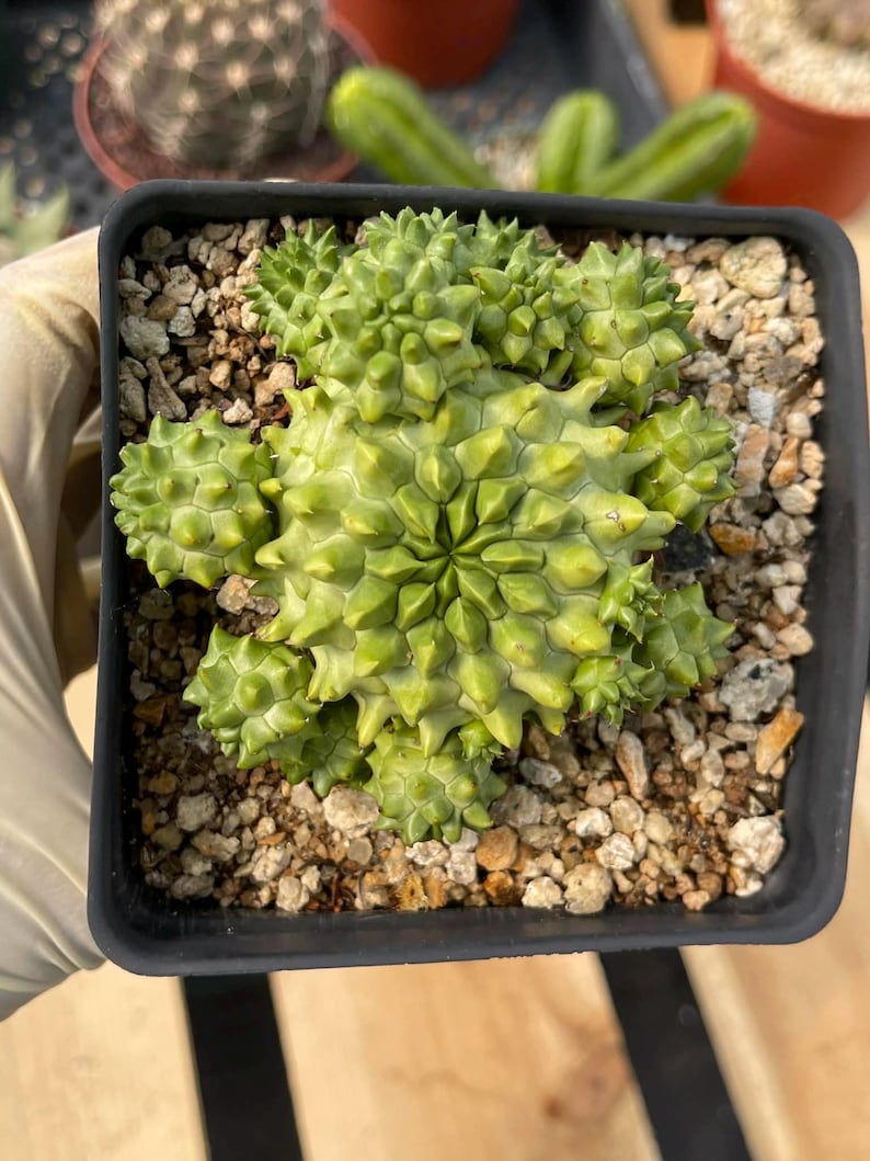 Euphorbia Susannae Cluster | Rare Live Cactus, 6" Pot - Etsy