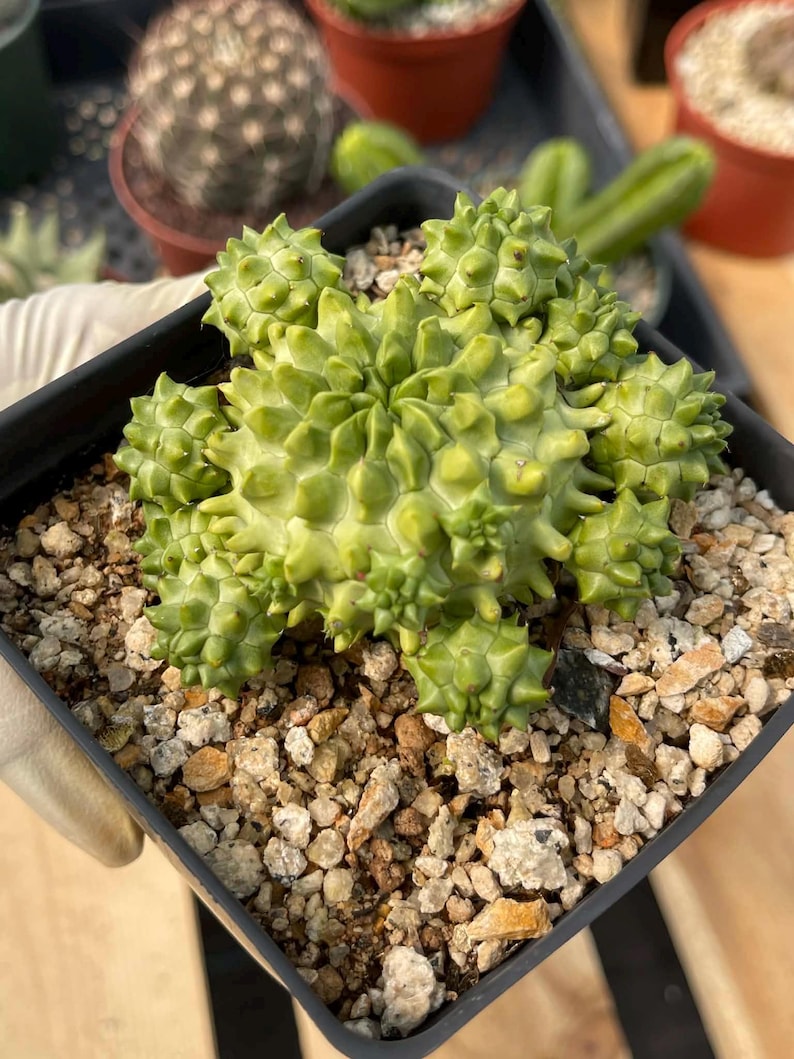 Euphorbia Susannae Cluster | Rare Live Cactus, 6" Pot - Etsy