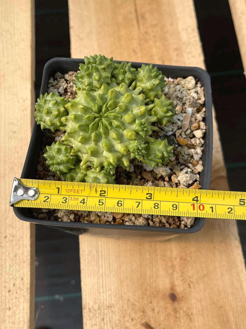 Euphorbia Susannae Cluster | Rare Live Cactus, 6" Pot - Etsy