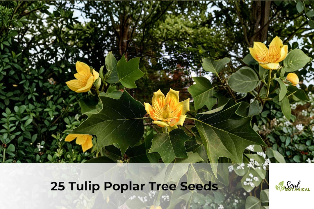 25 Tulip Poplar Tree Seeds | Fast Growing Shade Tree - Etsy