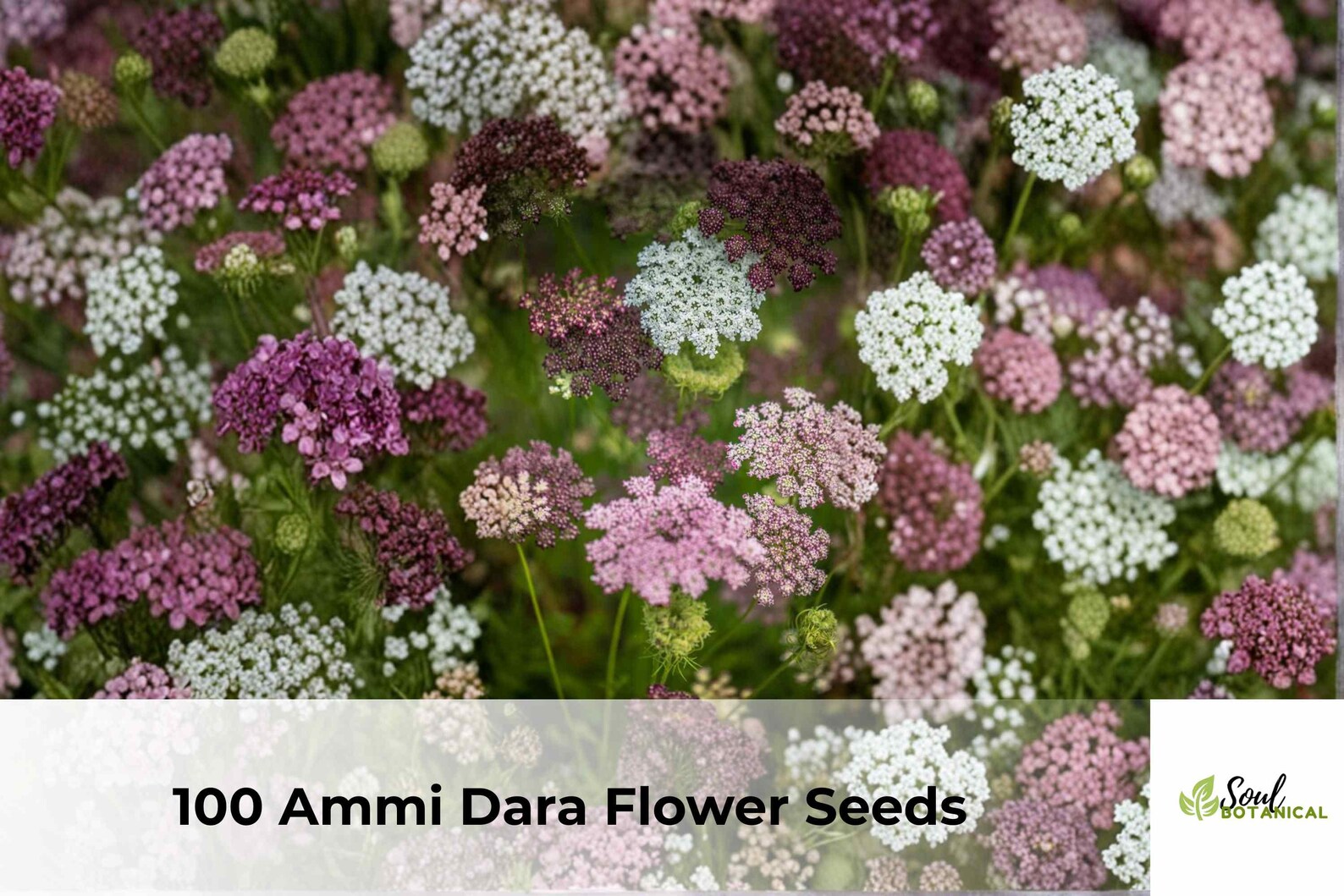 100 Ammi Dara Flower Seeds | Ammi Spp., Mixed Color Queen Anne’s Lace ...