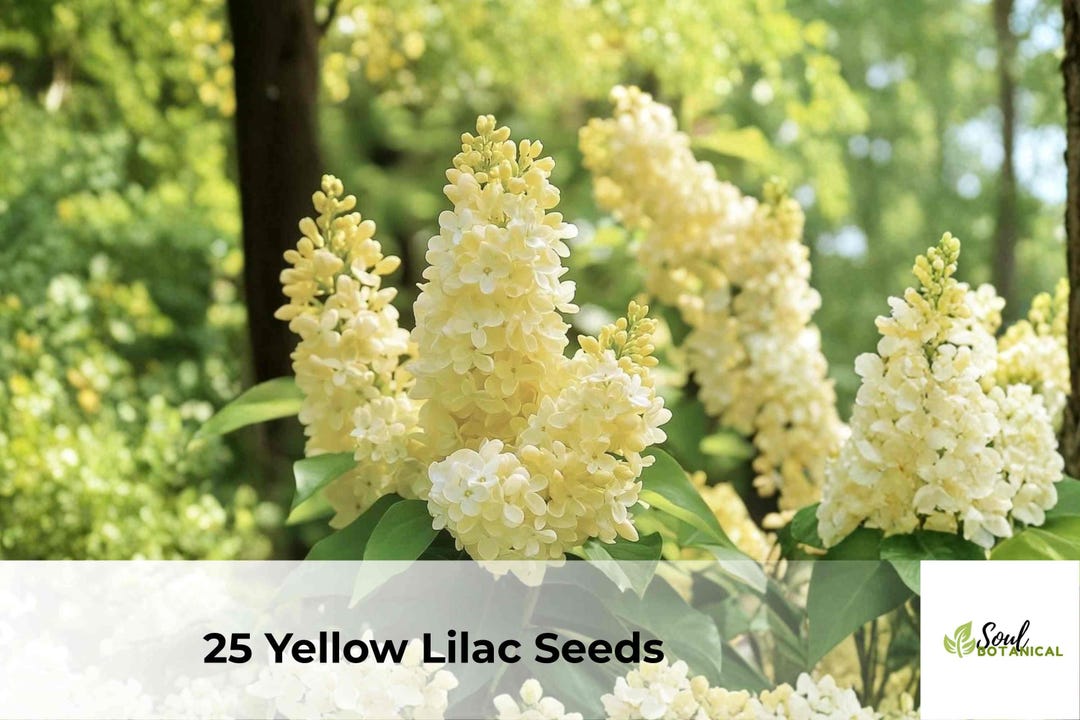 25 Yellow Lilac Seeds | Syringa Spp., Fragrant Ornamental Tree Shrub ...