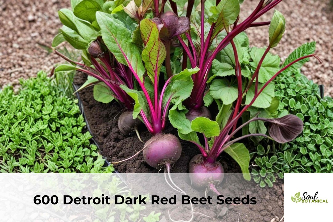Detroit Dark Red Beet Seeds | 600 Heirloom Seeds, Easy Grow - Etsy