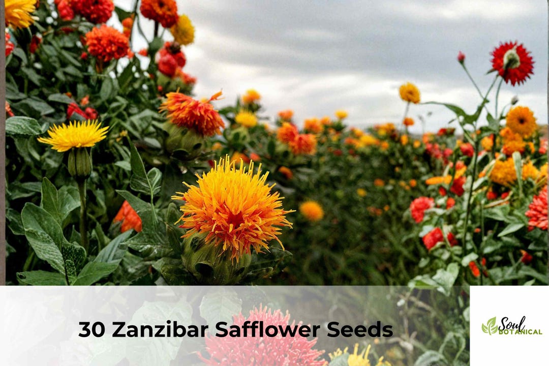 30 Zanzibar Safflower Seeds | Carthamus Tinctorius, Mixed Color Annual ...