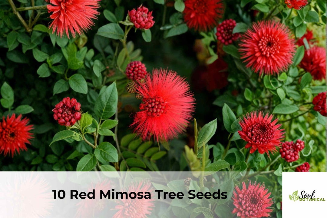 10 Red Mimosa Tree Seeds | Albizia Julibrissin, Hummingbird Friendly - Etsy