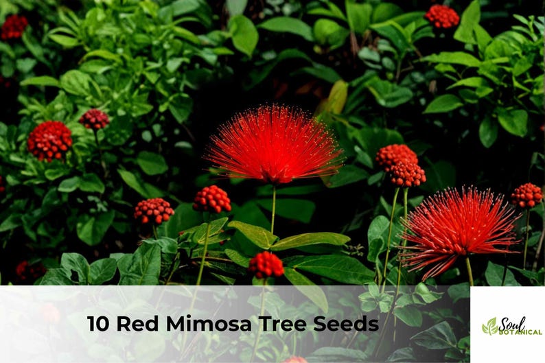 10 Red Mimosa Tree Seeds | Albizia Julibrissin, Hummingbird Friendly - Etsy