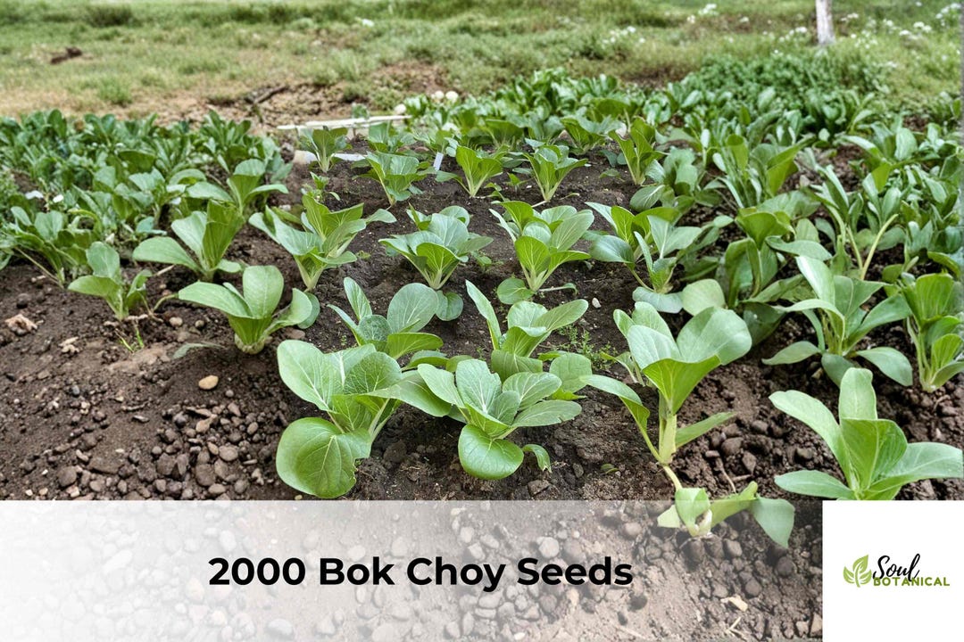2000 Bok Choy Seeds | Heirloom Pak Choi, Fast Growing - Etsy