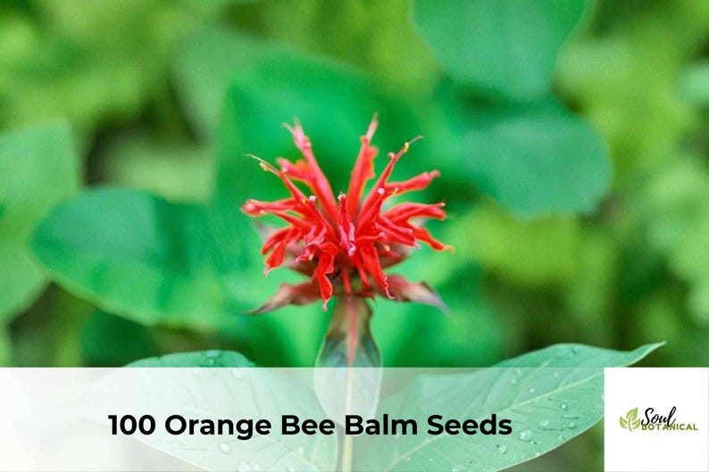 100 Orange Bee Balm Seeds | Monarda Spp., Hummingbird Flower, Non-gmo ...