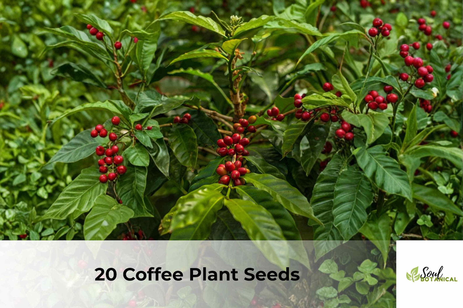 20 Coffee Plant Seeds | Coffea Arabica, Evergreen Shrub Seeds for ...