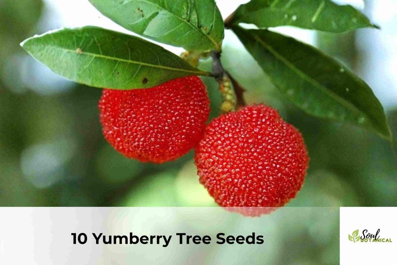 10 Yumberry Tree Seeds | Myrica Rubra Yang-mei, Exotic Evergreen Tree ...