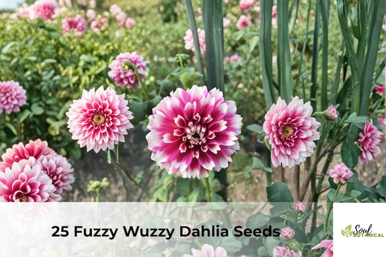 25 Fuzzy Wuzzy Dahlia Seeds | Bi-color Garden Cut Flowers - Etsy