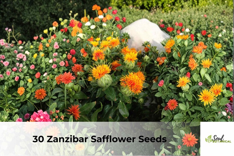 30 Zanzibar Safflower Seeds | Carthamus Tinctorius, Mixed Color Annual ...