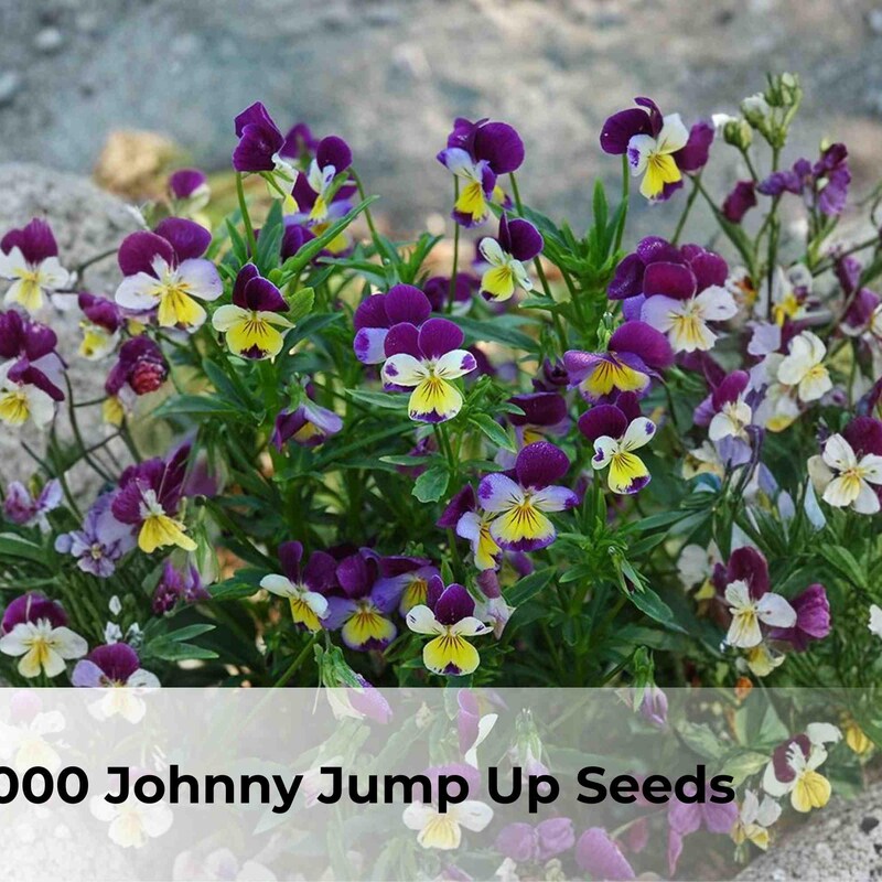 Johnny Jump Up - Etsy