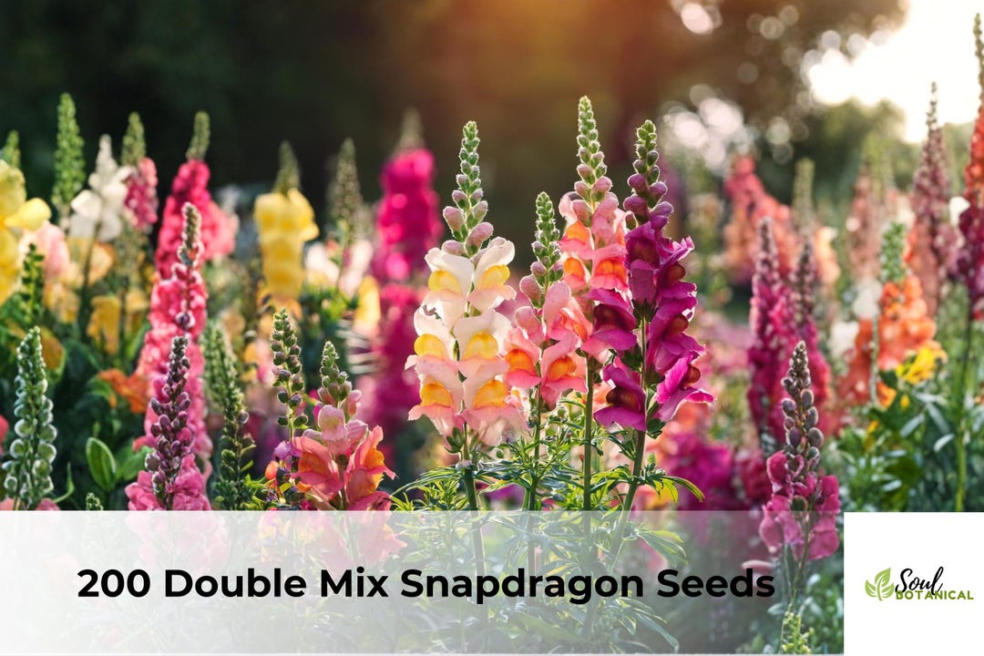 200 Double Mix Snapdragon Seeds | Antirrhinum Majus, Vibrant Double ...