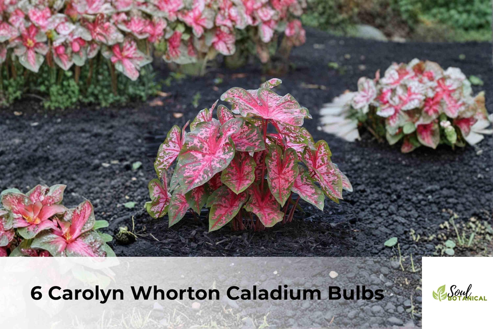 6 Carolyn Whorton Caladium Bulbs | Caladium Bicolor, Pink Red Foliage ...