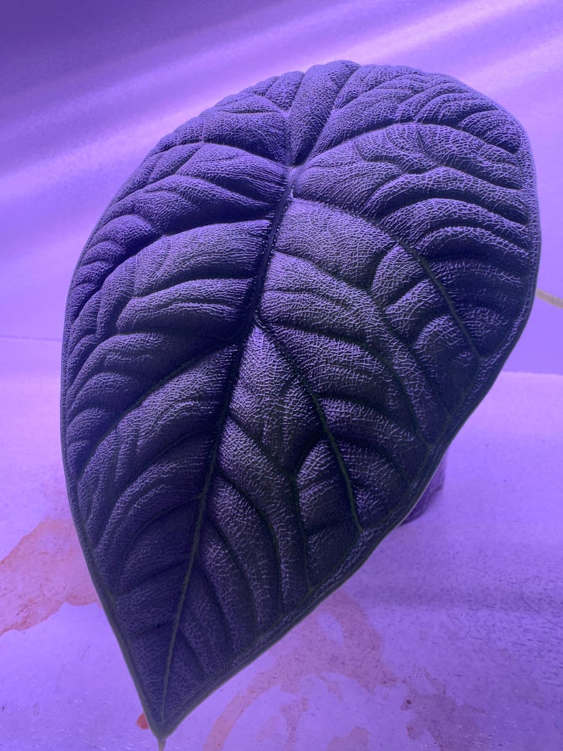 Alocasia Melo Corm – Rugosa Alocasia – Rare Aroid Starter – Easy to ...
