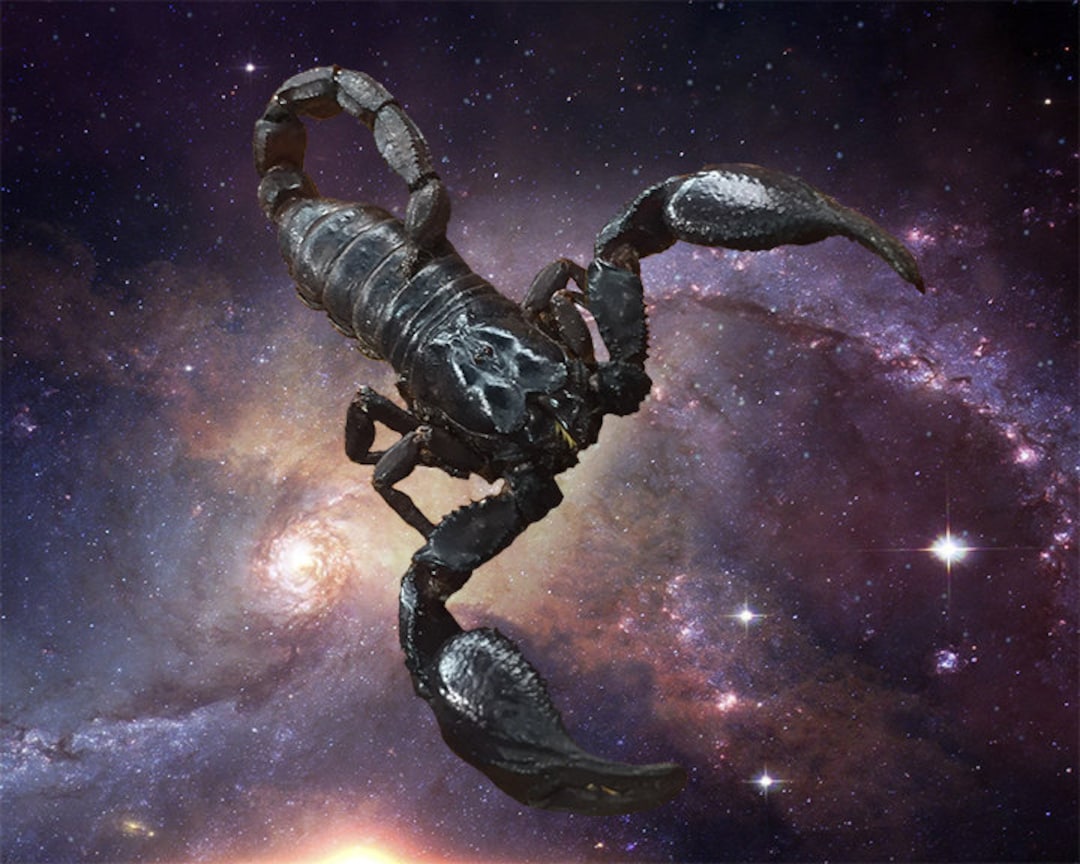 Scorpio Zodiac Astrology Collage Art Gift Digital Art Surreal Art ...