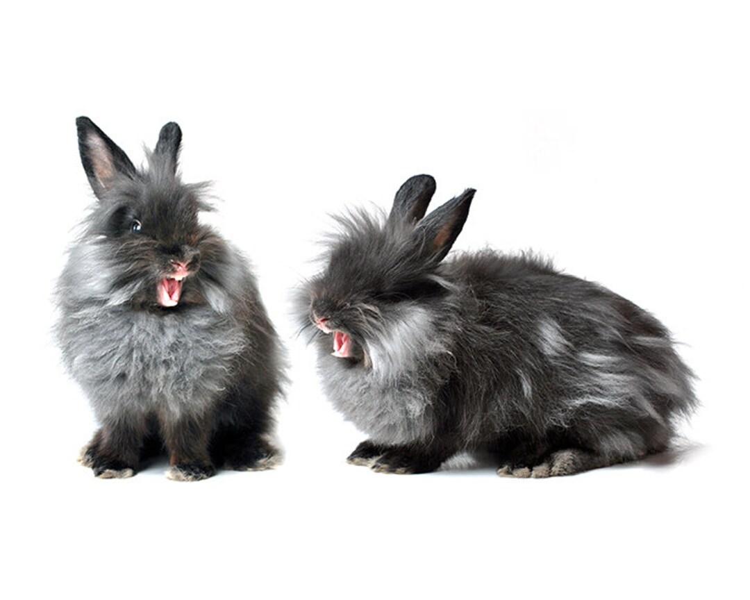 Cross Hares Collage Art Digital Art Collage Artwork Rabbit Hare Surreal ...