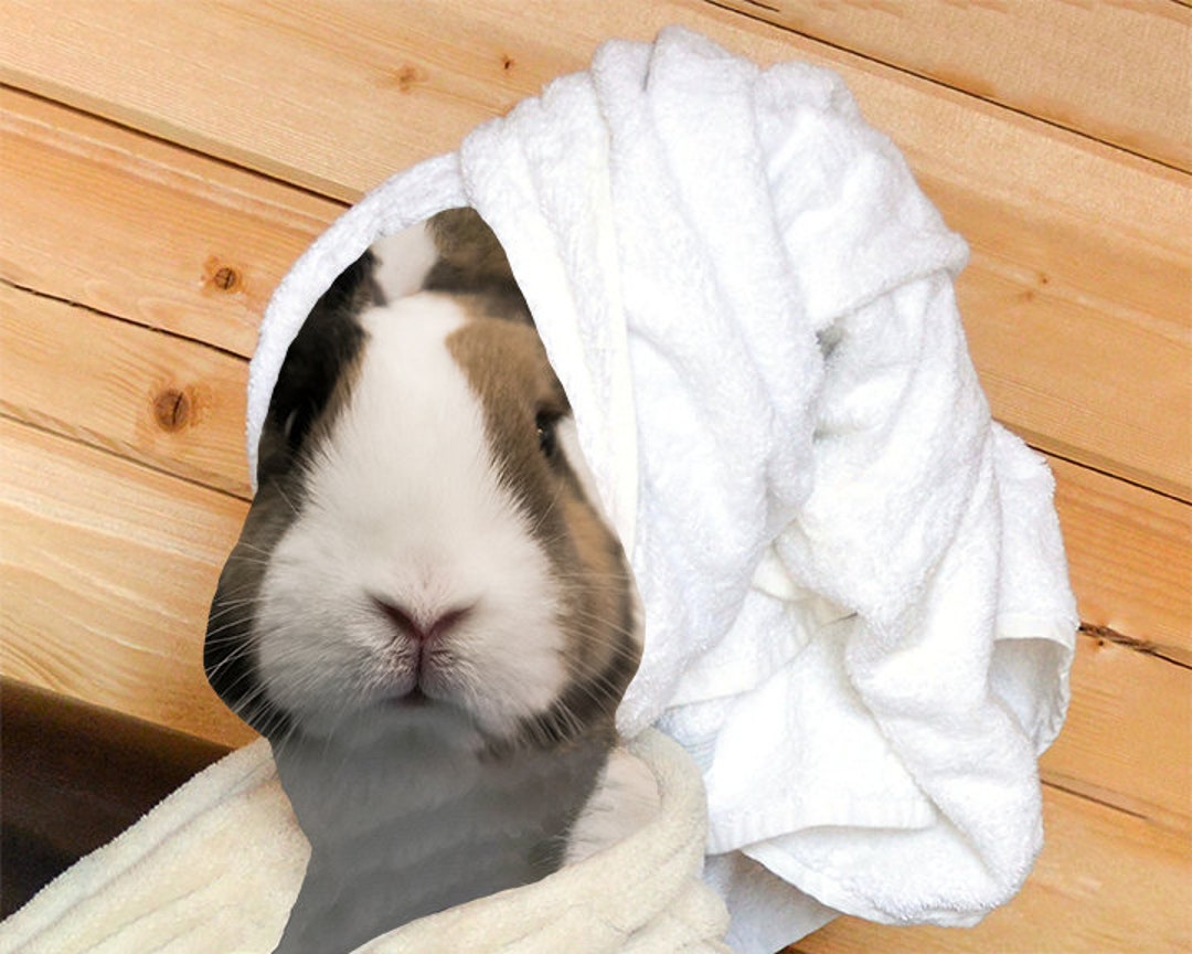 Facial Hare Collage Art Digital Art Collage Artwork Rabbit Hare Surreal ...