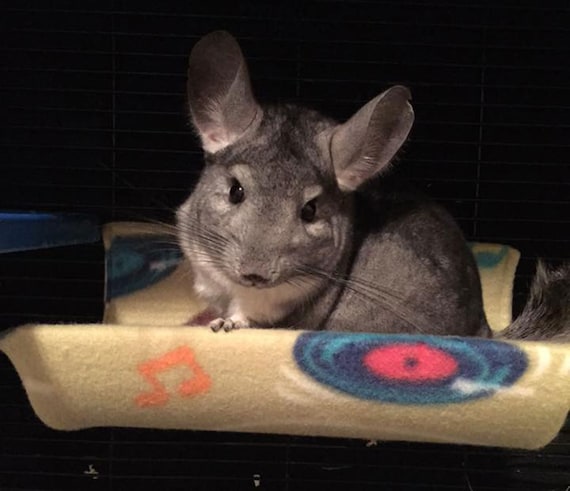 Are Chinchillas Cuddly