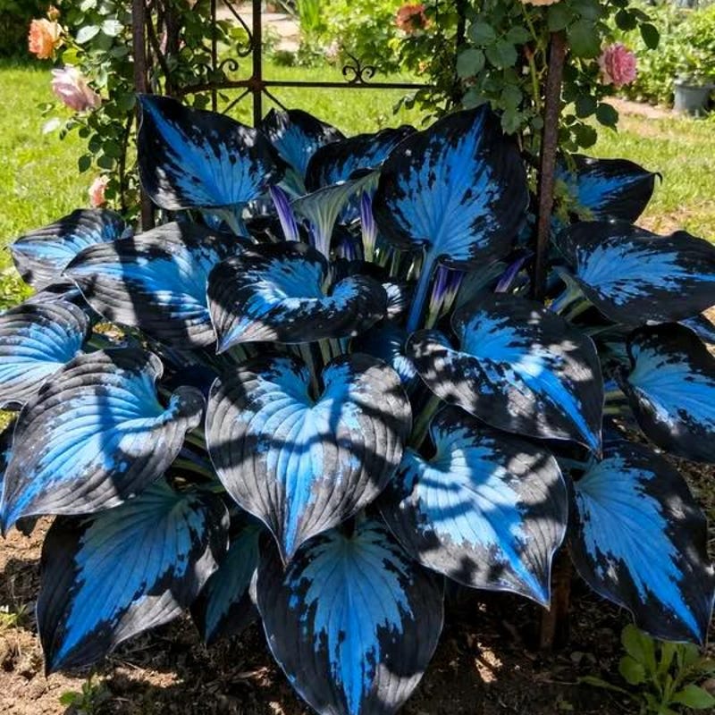Blue and Black Hostas - Etsy