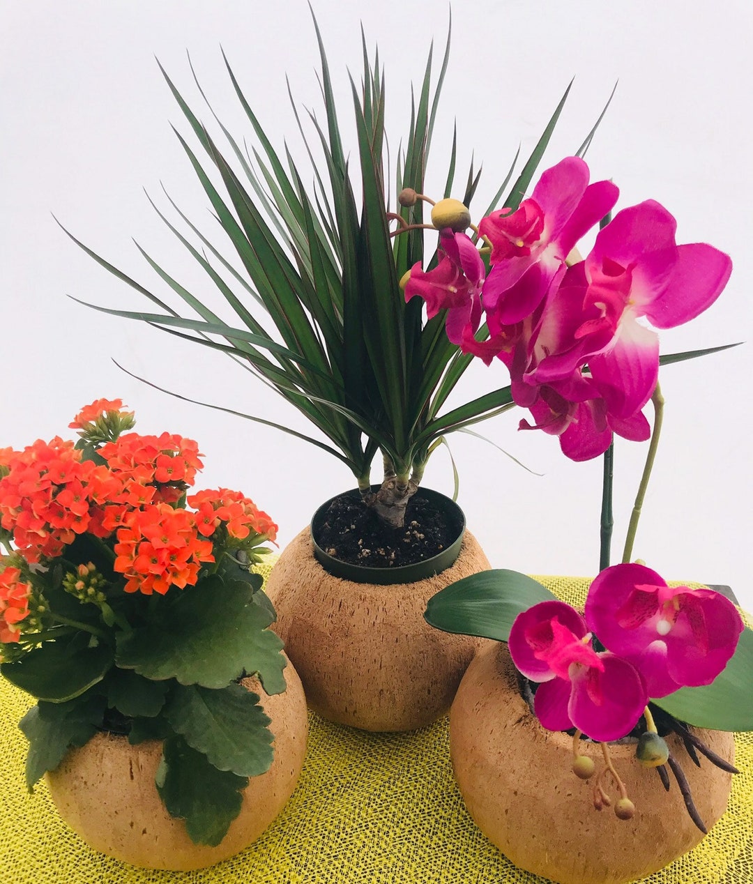 Hand Carved Coconut Planters,holders,tiki Home Decor,tropical Plants ...