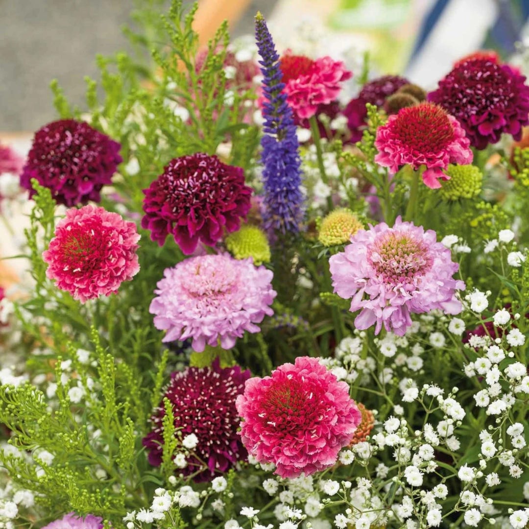 Scabiosa Triple Berry Mix Seeds | Pincushion Flower | Cut Flower Garden ...