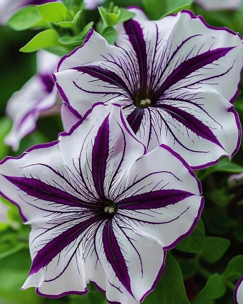 50 Love in a Mist Seeds – Mixed Colors – Fresh Flower Seeds - Etsy