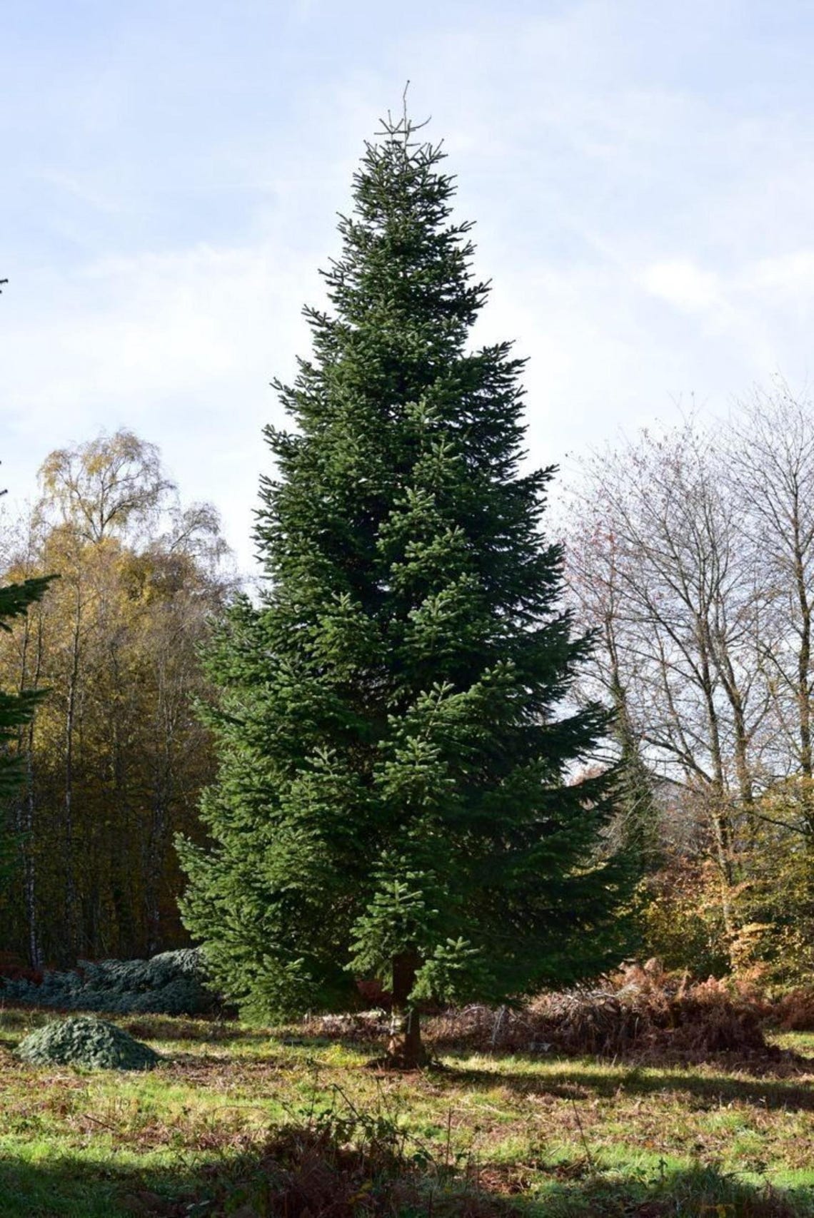 Balsam Fir Tree Seeds (abies Balsamea) – Evergreen Conifer Seeds for ...