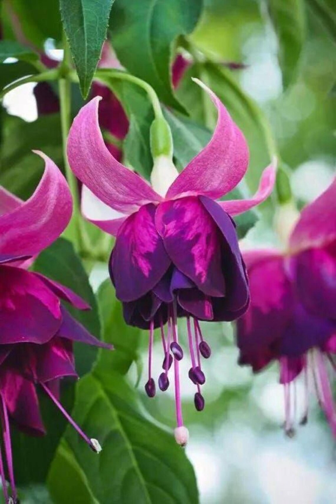 Fuchsia Seeds – 50pcs Potted Flower Plant Seeds - Etsy
