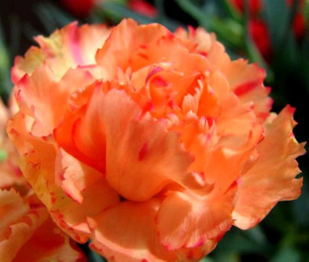 Orange Carnation Chabaud Seeds – Dianthus Caryophyllus Flowers - Etsy